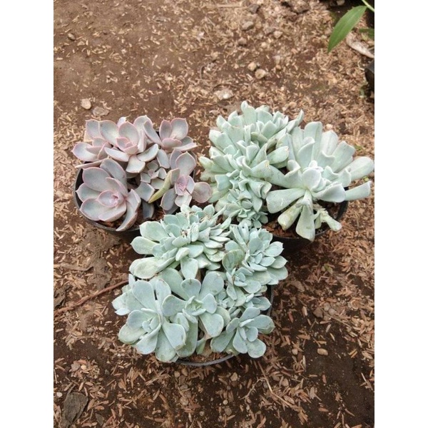 Jual Succulent Cluster 3 Jenis | Shopee Indonesia