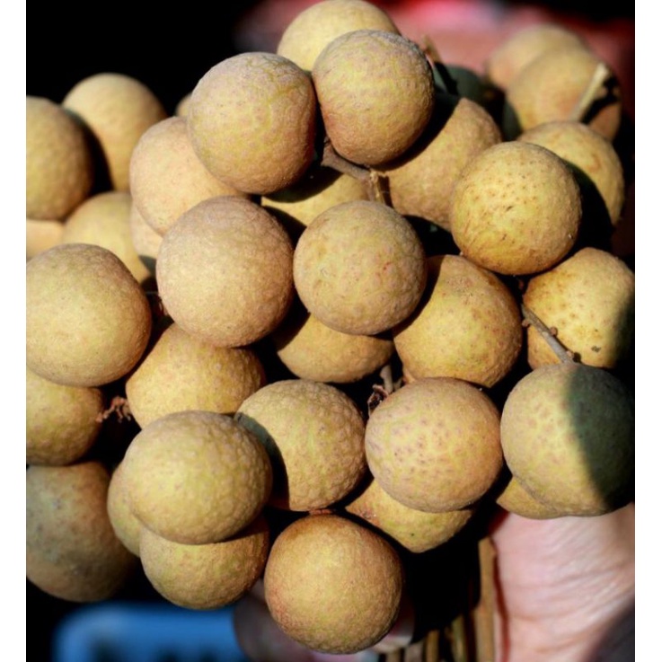 Jual LENGKENG BANGKOK 1 KG | Shopee Indonesia