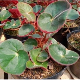 Jual Pohon Begonia Red Carpet Tanaman Hias Indoor Begonia Red Carpet ...