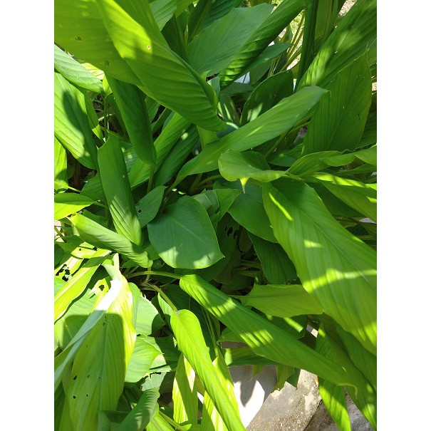 Jual Tanaman Temu Kunci~Minimal order 4 pohon | Shopee Indonesia