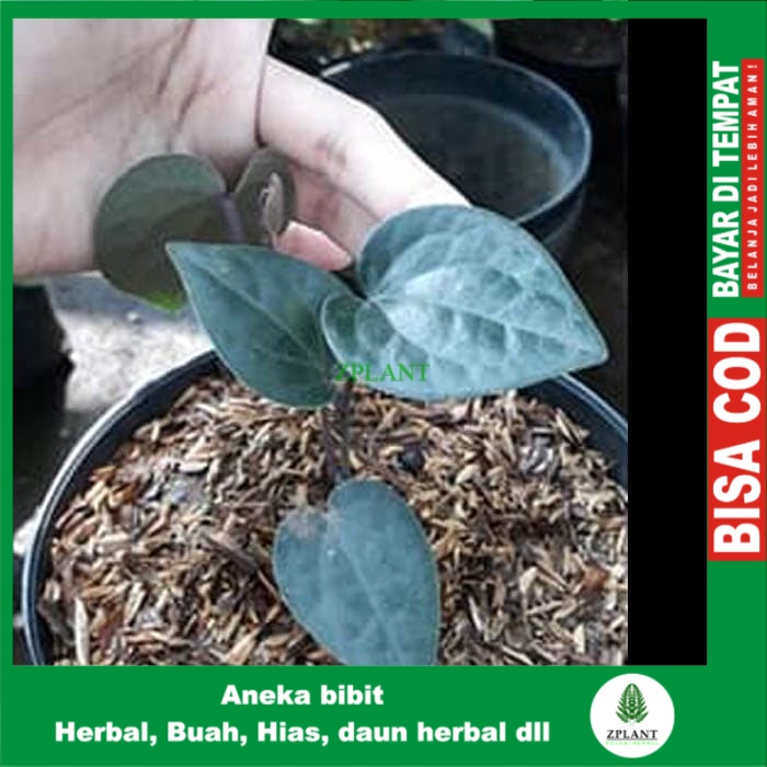 Jual Bibit Sirih Hitam Pohon Sirih Hitam Daun Sirih Hitam Tanaman Obat ...
