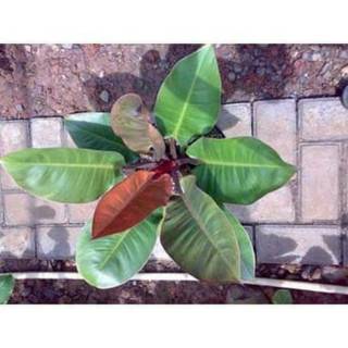 Jual Tanaman Hias Philo Red Emerald Indonesia|Shopee Indonesia