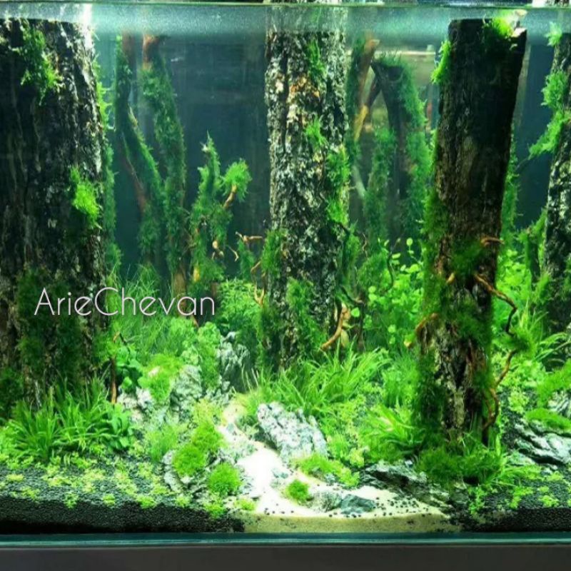 Jual kayu pinus untuk aquarium aquascape dan miniatur kerajinan tangan ...