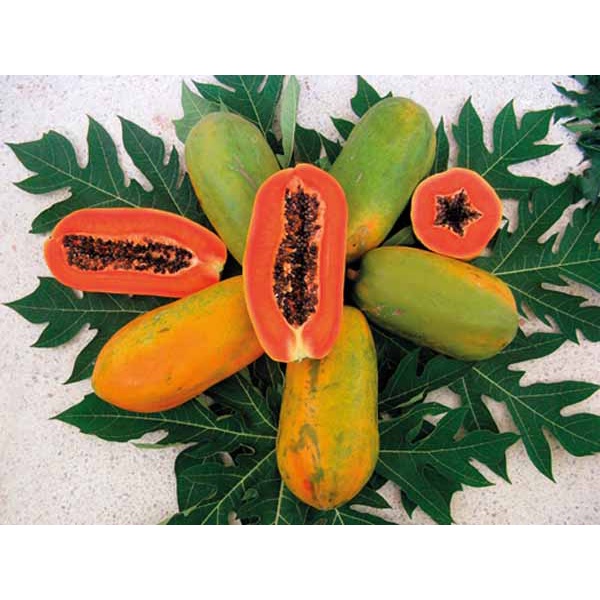 Jual 10 biji Benih Pepaya Merah Delima lebih manis dari kates ...