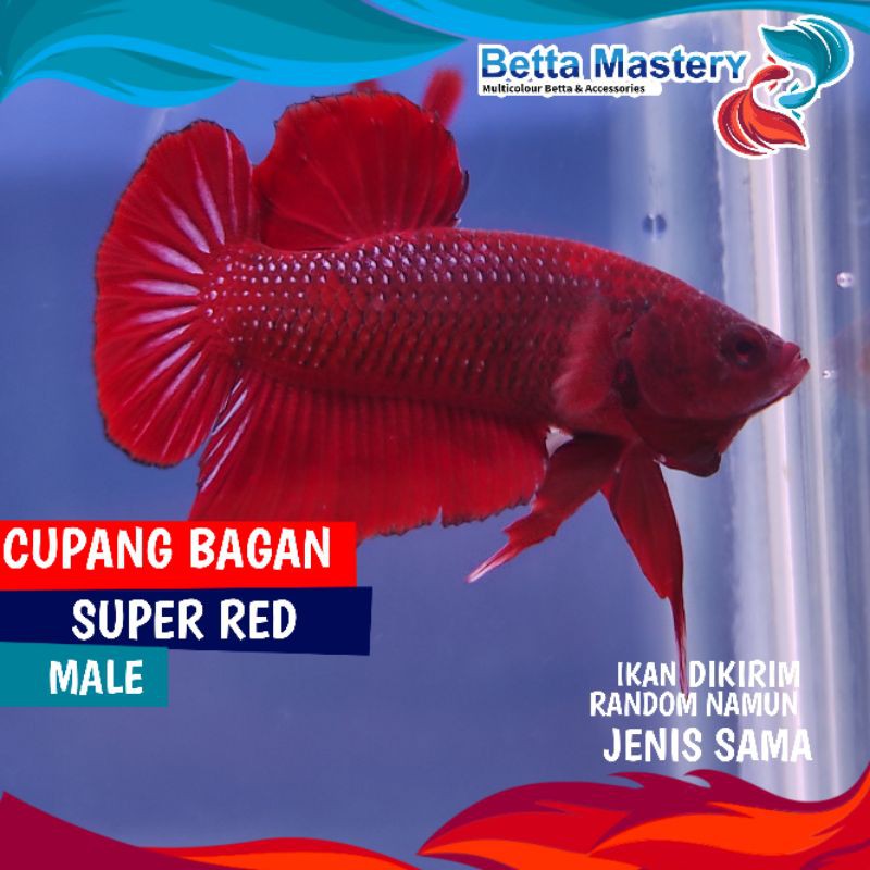 Jual Ikan Cupang Super Red Jenis Bagan Ikan Bagan Merah | Shopee Indonesia