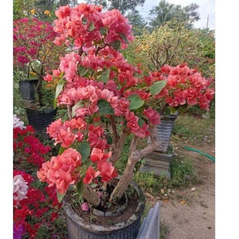 Jual PROMO!!TANAMAN HIAS BUGENVIL BUNGA KERTAS//THAILAND ORIGINAL ...