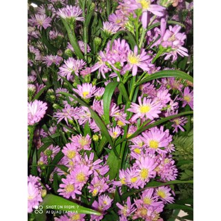 Jual pikok ungu fresh flower bunga potong tangerang gading serpong ...