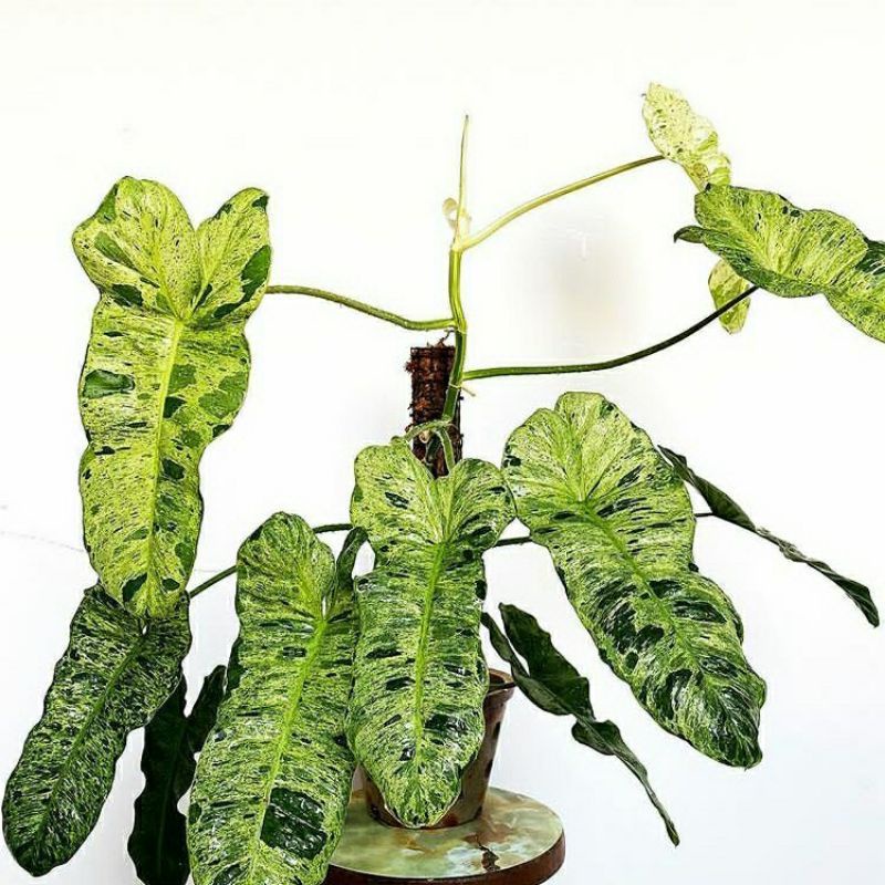 Филодендрон биллитау мраморный описание - фото