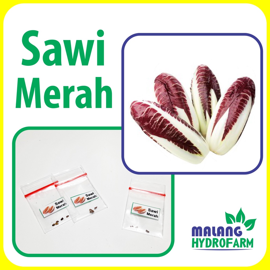 Jual Benih Sawi Merah Unggulan berkualitas biji putih impor bibit ...