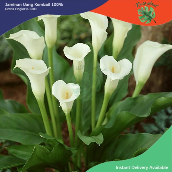 Jual Cala lily putih - Tanaman hias lily air bunga putih calla lily ...
