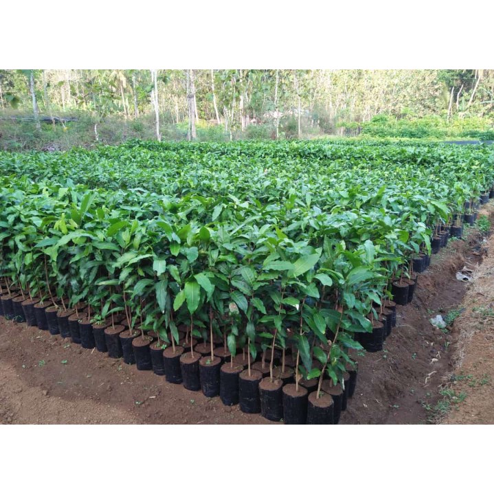 Jual Bibit Tanaman Gayam - Tanaman Langka Bannyak Manfaat | Shopee ...