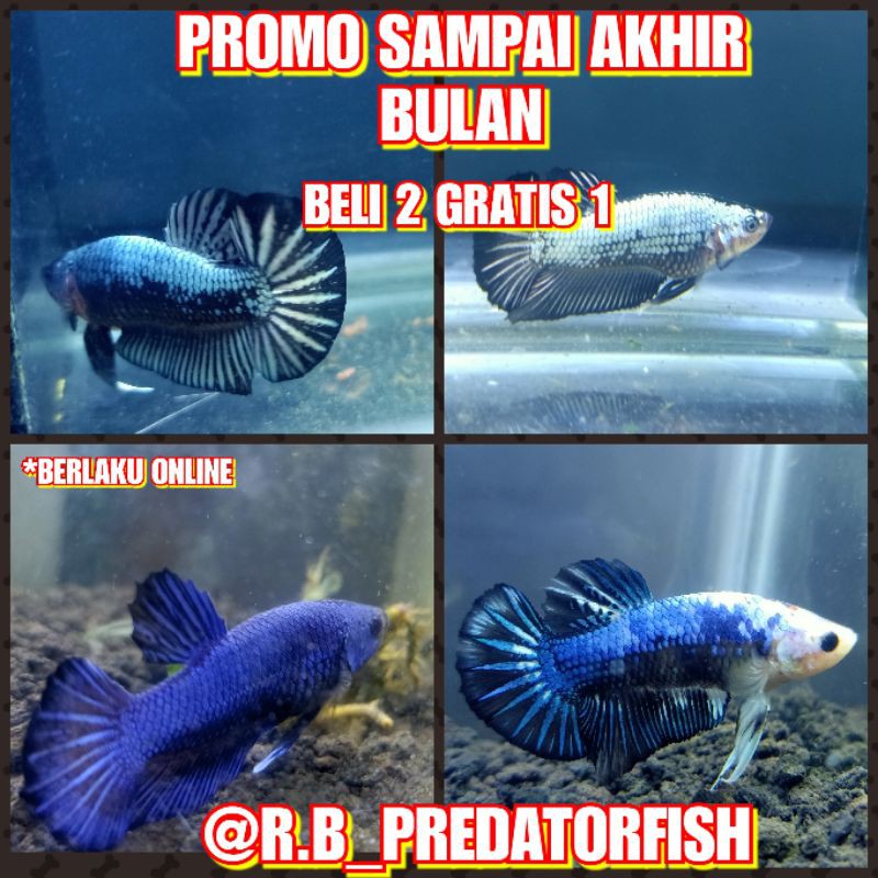 Jual IKAN CUPANG BLACK SAMURAI COOPER AND BLUE SAMURAI | Shopee Indonesia