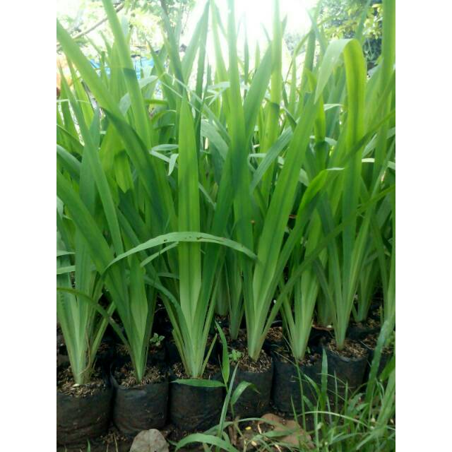 Jual Tanaman hias airis - Pohon airis bunga kuning | Shopee Indonesia