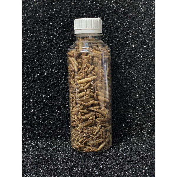Jual maggot ulat | Shopee Indonesia