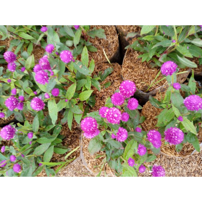 Jual tanaman uter/bunga kancing | Shopee Indonesia