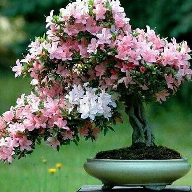 Rangkuman Gambar Bonsai Bunga Sakura Super Keren - Informasi Seputar ...