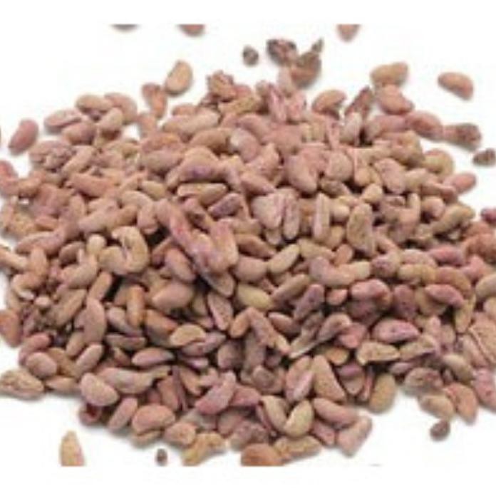 Jual 25 Biji Benih Buah Red Raspberry Merah Rubus Idaeus Pre Stratified ...