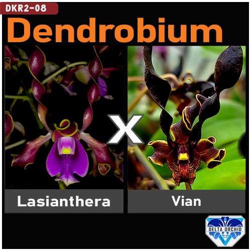 Jual Remaja - Anggrek Dendrobium Lasianthera X Vian | Shopee Indonesia