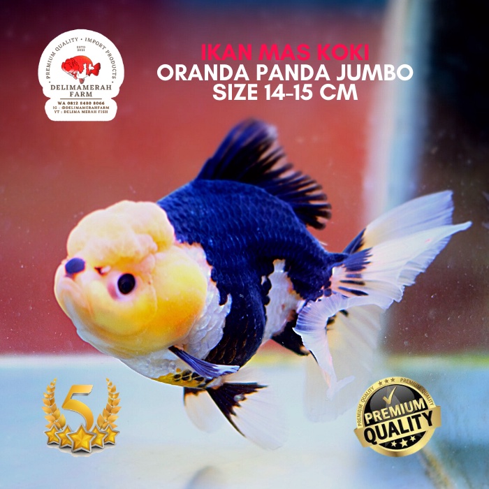 Jual IKAN MAS KOKI ORANDA PANDA JUMBO SIZE 14-15 CM | Shopee Indonesia