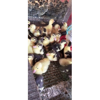 Jual bebek peking - bebek entok - bebek pedaging - bebek petelur ...
