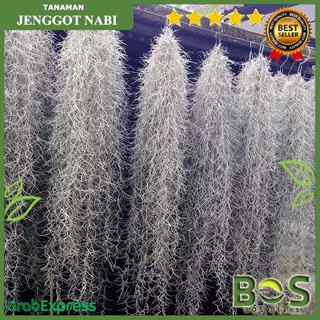 Jual Tanaman Hias Udara | Jenggot Musa/Nabi | Tillandsia Usneioides ...