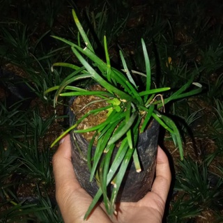 Jual pohon kucai mini rumput | Shopee Indonesia