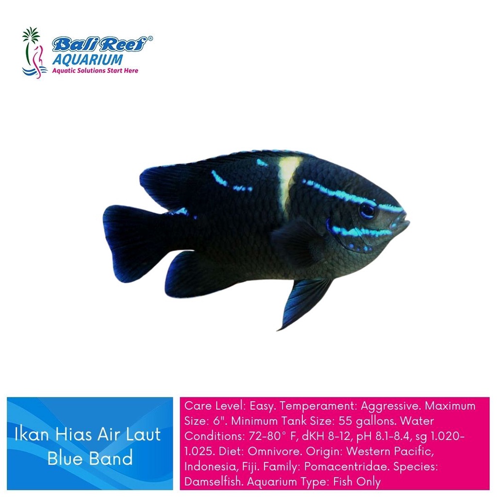 Jual Ikan Hias Air Laut Blue-streak Devil Blueband | Shopee Indonesia