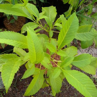 Jual Tanaman Hias Tecomaria/yellow bell - Bibit Tanaman Hias Tecomaria ...