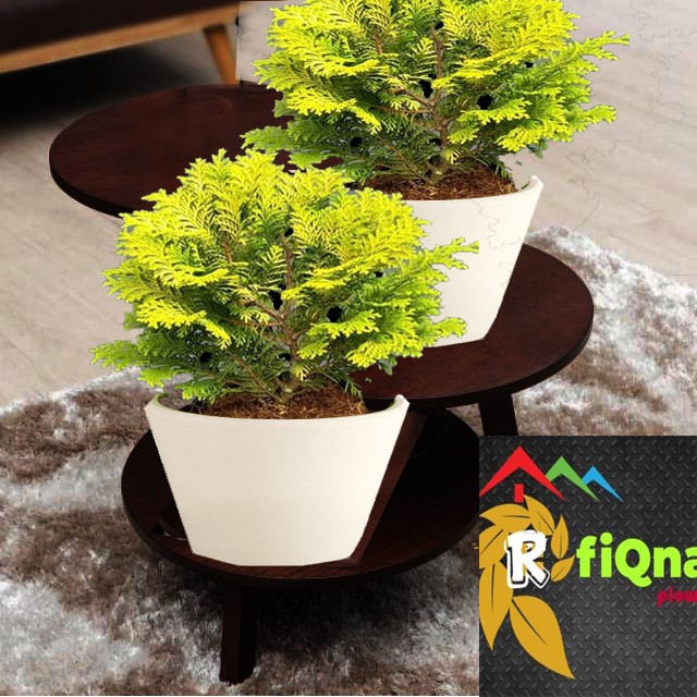 Jual tanaman hias cemara golden mini /cemara inoki kuning/pohon cemara ...