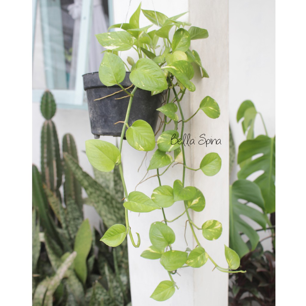 Tanaman Sirih Belanda Scindapsus Aureus TH-06 | Shopee Indonesia