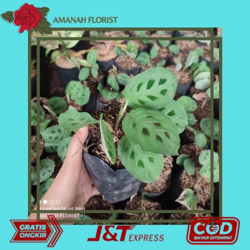 Jual Bunga Kalatea Tanaman Hias Calathea Lenovero Bunga Murah Sehat dan ...