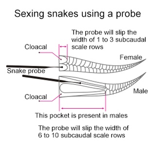 Jual Probing TERMURAH Snake Gender Probe - Snake Sexing Kit - Alat ...