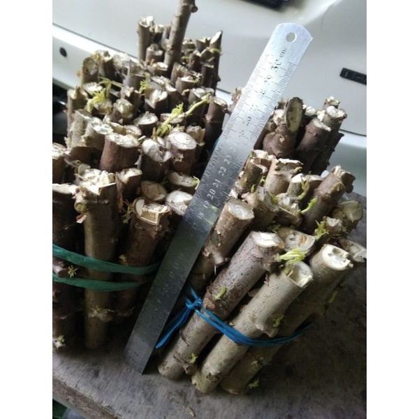 Jual Bibit Pohon Singkong Organik (10 batang) | Shopee Indonesia