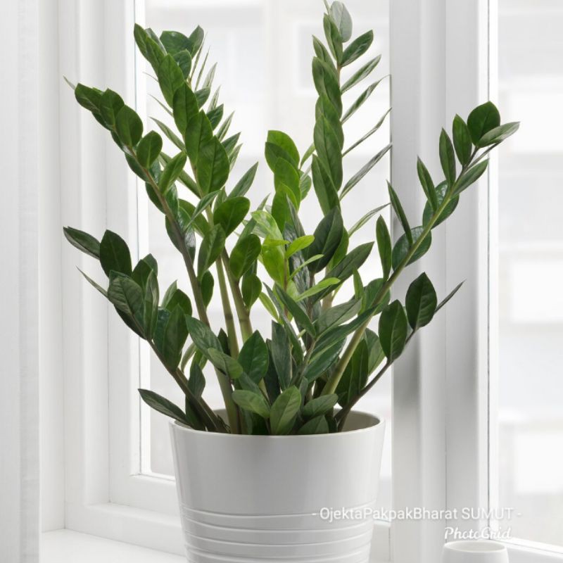 Jual Tanaman Hias Zamia Dollar# Zamioculcas# Zamia Hijau Populer Indoor ...