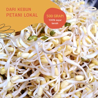 Jual TAUGE TOGE BEANSPROUT FRESH TOGE SEGAR TAUGE SEGAR SAYUR MAYUR ...