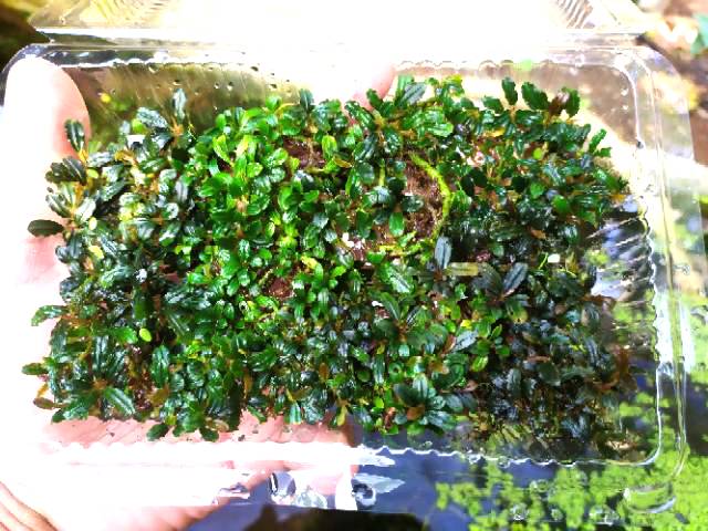 bucephalandra mini boyan porsi mika | pgmall