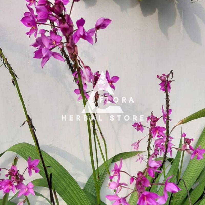 Jual Anggrek tanah I anggrek congkok I bunga ungu I hiasan taman ...