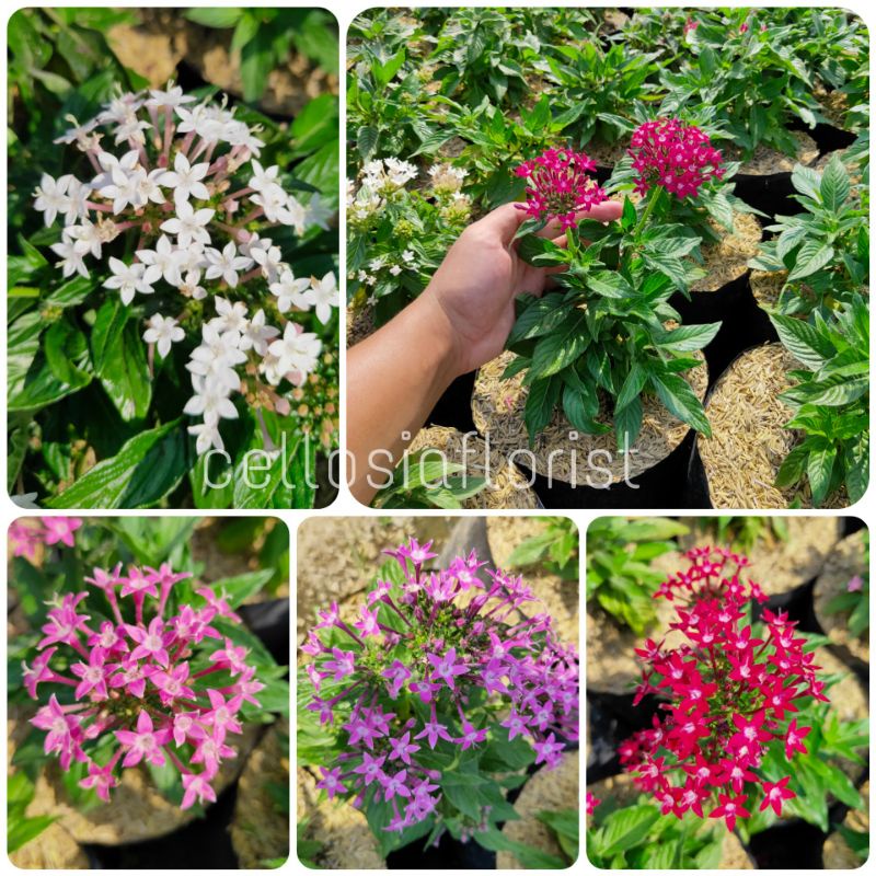 Jual Tanaman Hias Bunga Pentas (Berbunga) | Shopee Indonesia Jual Tanaman Hias Bunga Pentas (Berbunga) | Shopee Indonesia