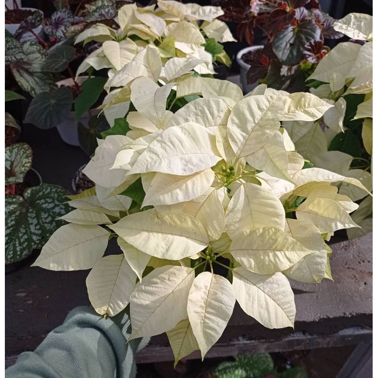 Jual Tanaman Daun penghias ruangan Kastuba Daun Putih | Shopee Indonesia