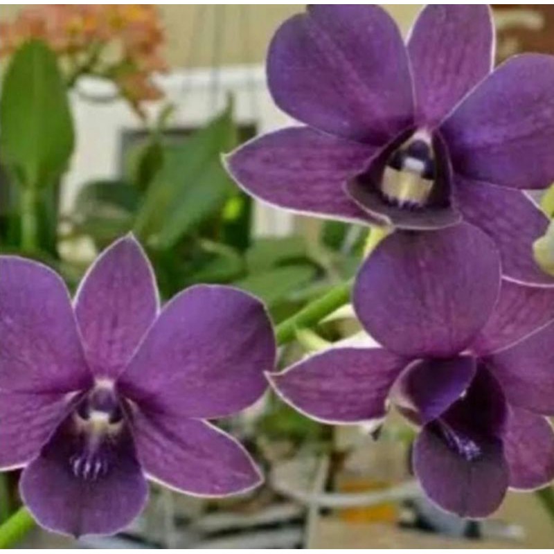 Jual Pohon Anggrek Dendrobium Bidadari Biru / Sakda Blue Dewasa Sudah ...