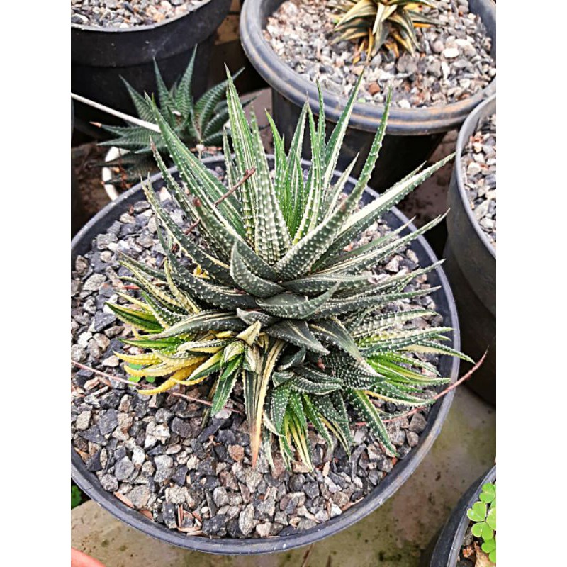 Jual 1 buah bibit tanaman haworthia attenuata variegata kondisi minimal ...