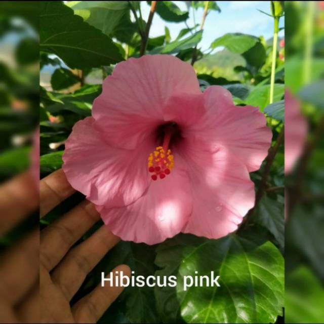 34+ Gambar Bunga Sepatu Pink yang Lagi Ngetrend - Informasi Seputar ...