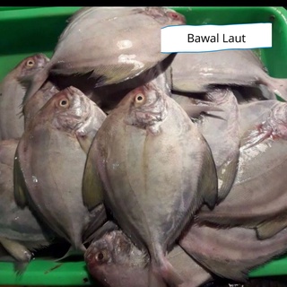 Jual IKAN BAWAL LAUT SEGAR / BAWAL HITAM / BAWAL MERAH / BAWAL PUTIH ...