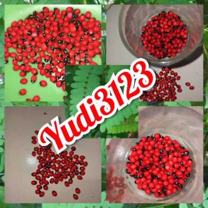 Jual Biji saga manis rambat 50 biji | Shopee Indonesia