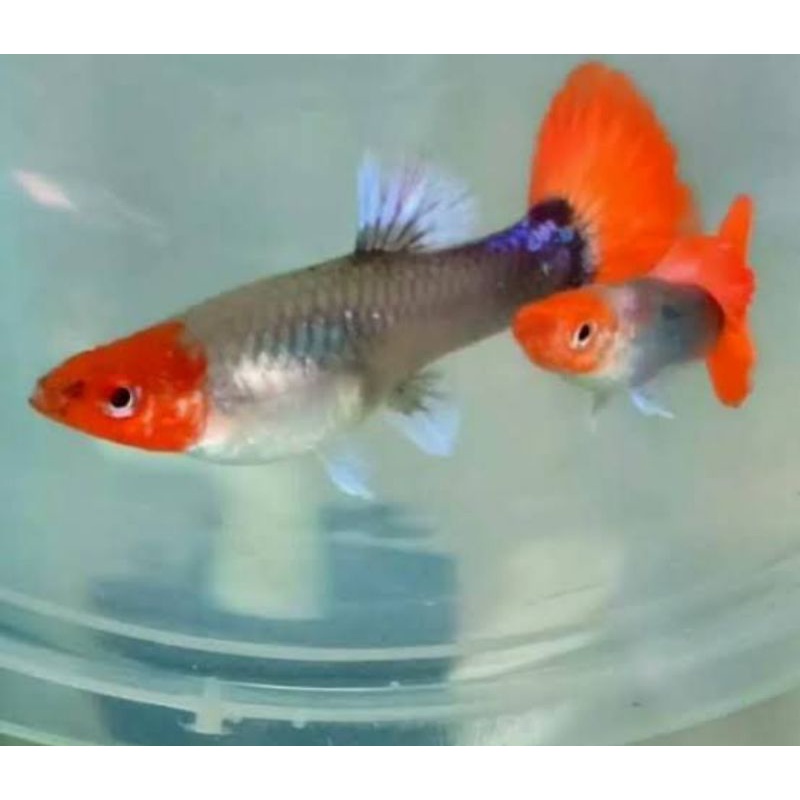 Jual Ikan hias Guppy Tuxido koi sepasang | Shopee Indonesia
