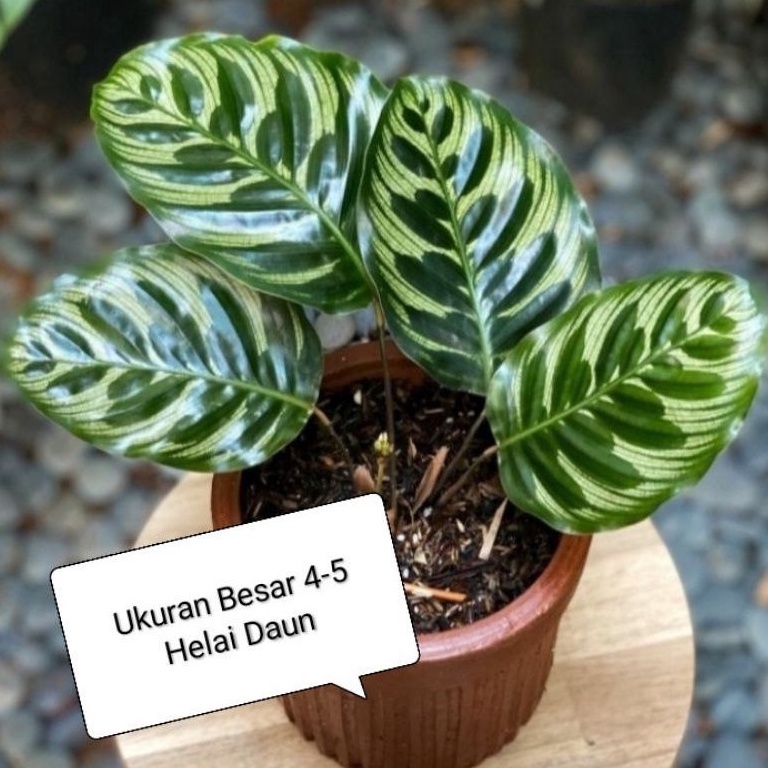 Jual ( BISA COD ) Tanaman Hias Jenis Calatea Bunga Hias Calathea Murah ...