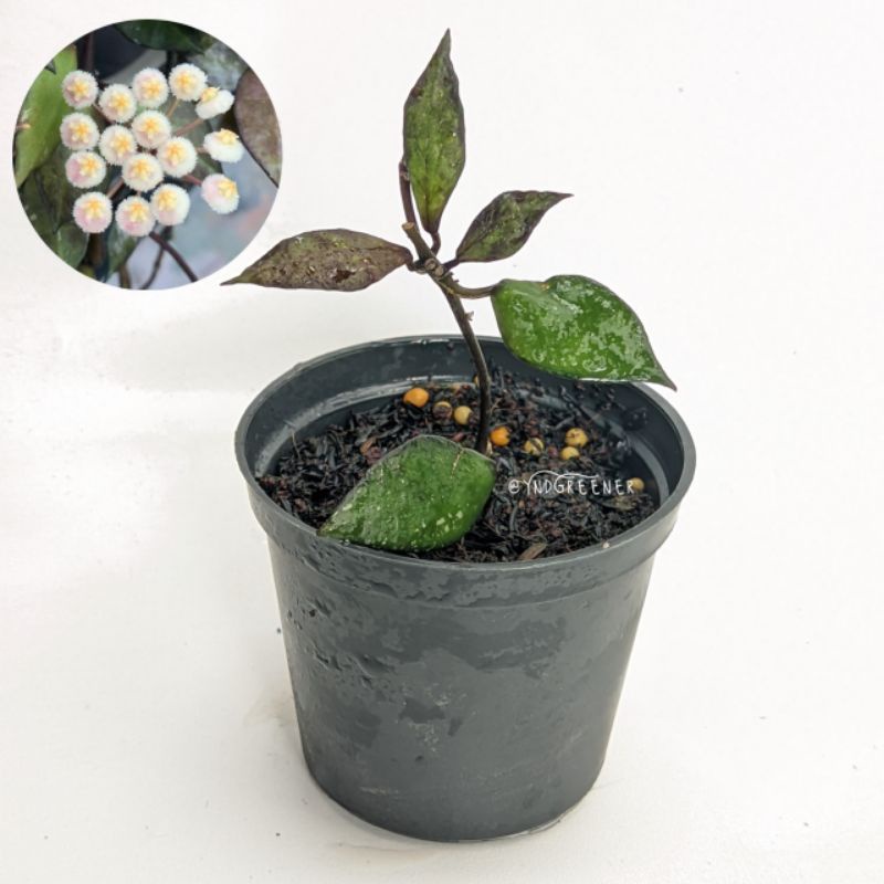Jual TANAMAN HIAS [HOYA LACUNOSA BLACK] TANAMAN RAMBAT BERBUNGA HARUM ...