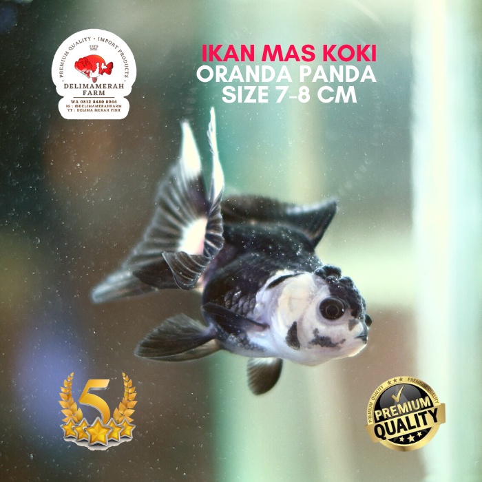Jual IKAN MAS KOKI ORANDA PANDA 7-8 CM | Shopee Indonesia