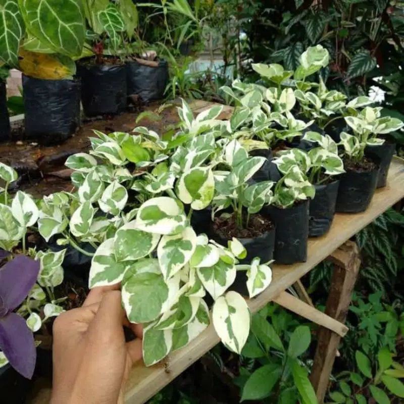 Jual Sirih gading belanda | Shopee Indonesia