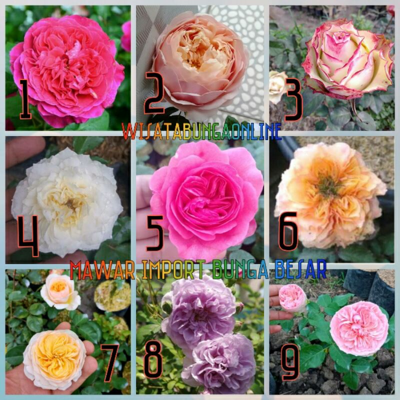 Jual aneka tanaman hias mawar koleksi bunga besar | Shopee Indonesia
